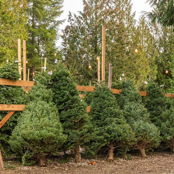 Demand for real Christmas trees 'through the roof' - 3AW Breakfast with ...