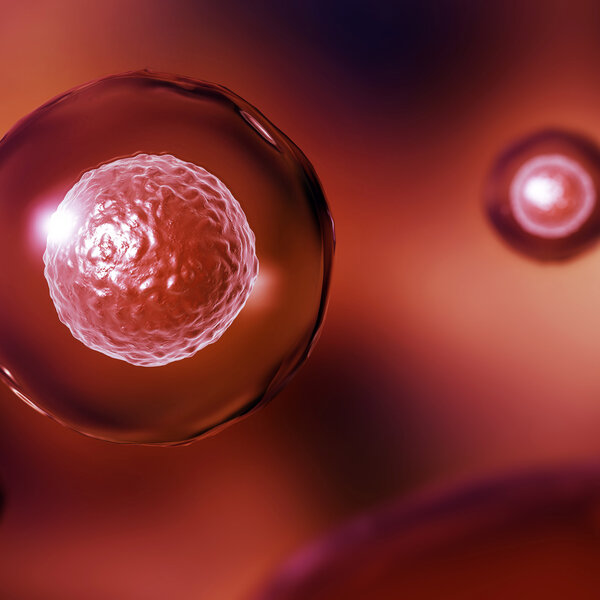 Melbourne researchers create embryos from skin cells - 3AW Breakfast ...