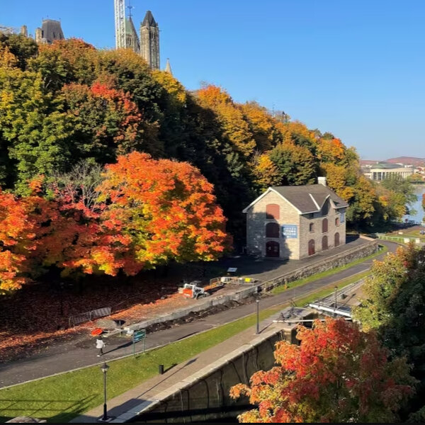 Hot, dry summer and stressed-out trees to blame for duller fall colours ...