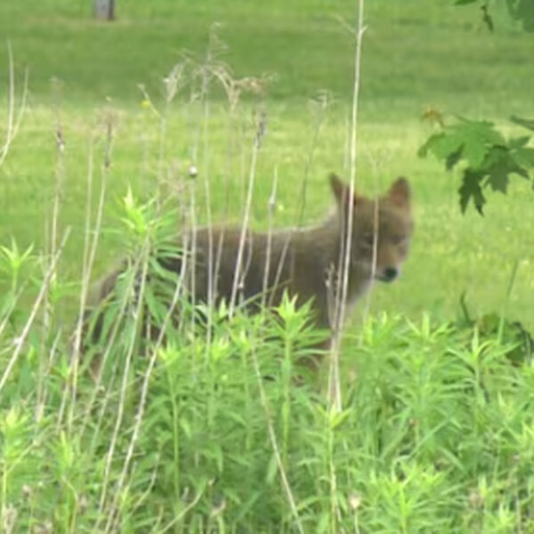 The Morning Rush - Mother describes brazen coyote attack in Orléans ...