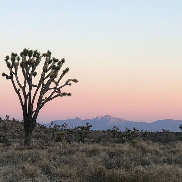 S3E9: How Avi Kwa Ame Transformed My Life - 90 Miles from Needles: the Desert Protection Podcast ...