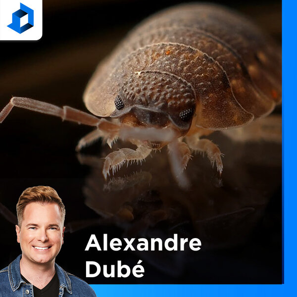 Infestation monstre : elle accroche des punaises de lit… sur son frigo ...