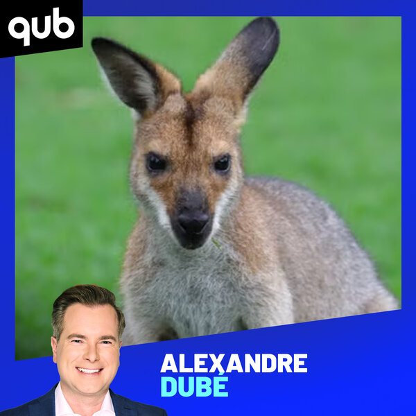 Wallaby en cavale: «Mes longues-vues sont prêtes!», lance Alex ...