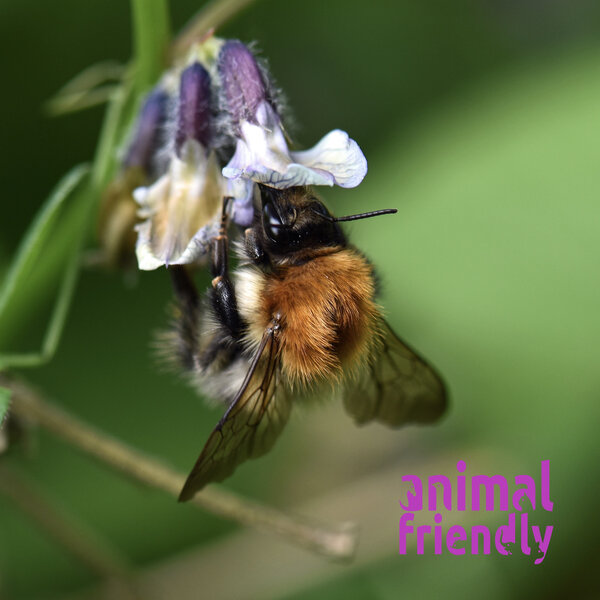 16. The First Wild Bee Sanctuary in the World - Animal Friendly - Omny.fm