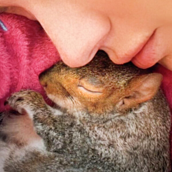 When wild animals become family: Thumbelina the squirrel and Walnut the ...