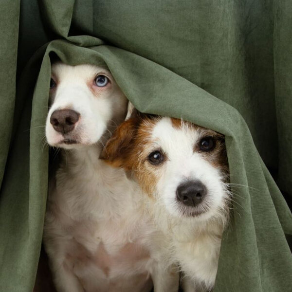 Animais sofrem com barulho de fogos das Festas de Fim de Ano - Bicho Saudável - Omny.fm