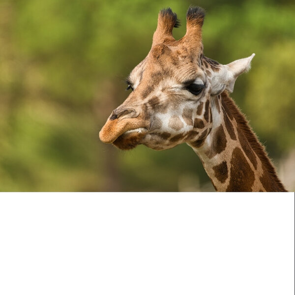 Woman Caught With Giraffe Poop In Suitcase At Airport - Here's Why ...