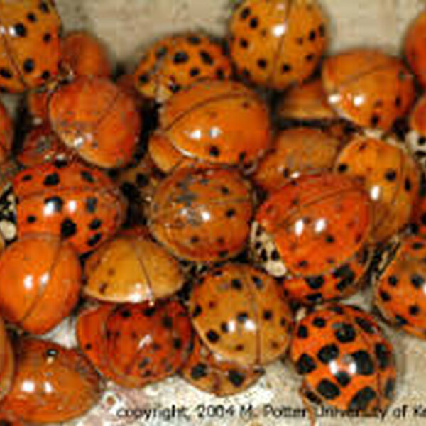 These Little Buggers Look Like They're Making A Comeback - BOUNCE 105.3 ...