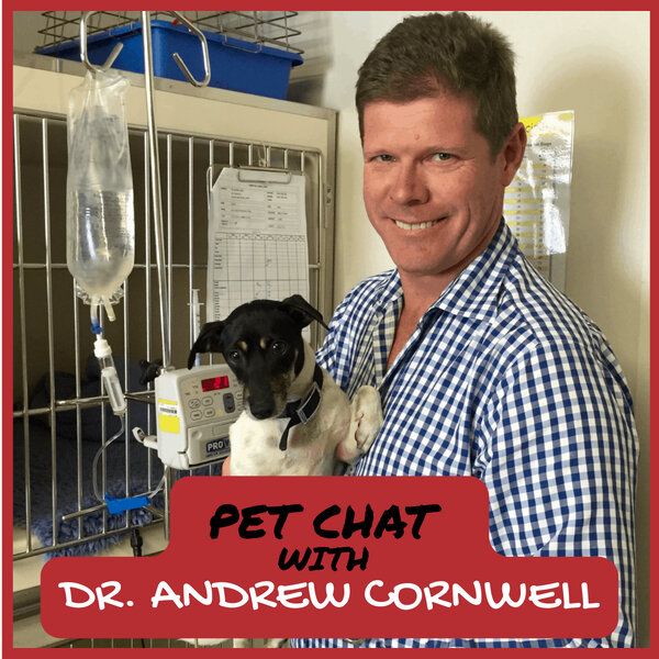 Protecting Pets: Expert Advice on Ticks and Snakes with Dr. Andrew ...