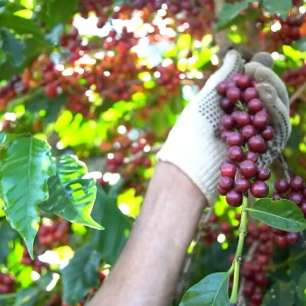 Sul de Minas sedia evento com foco na cultura de café - CBN Agronegócio - Omny.fm