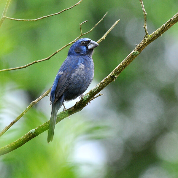 Azulão: o passarinho azul mais popular do Brasil - Sons da Terra - Omny.fm