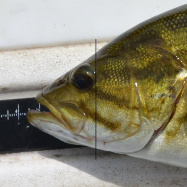 Anglers encouraged to help remove invasive smallmouth bass from Echo ...