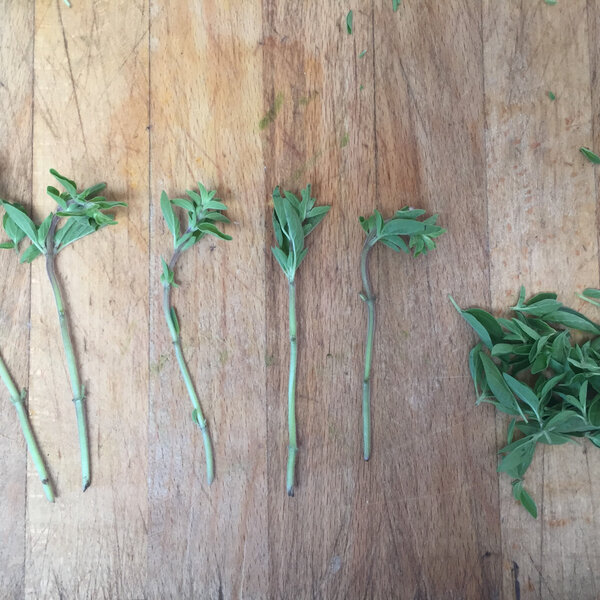 Prep plants for the heat - CFAX 1070 - Omny.fm