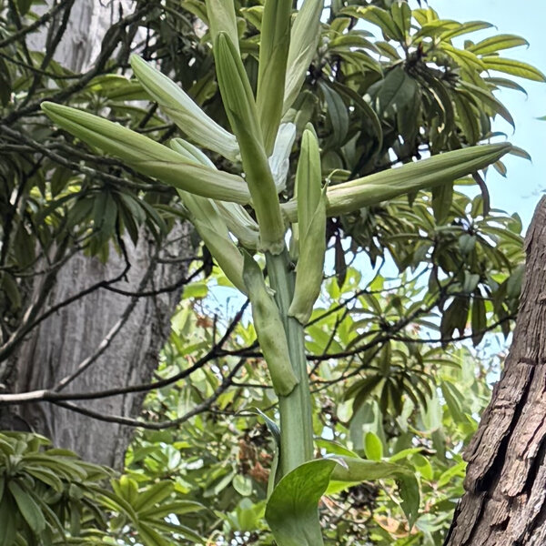 Towering Himalayan Lily's once-in-7-year-bloom starting ahead of Canada ...