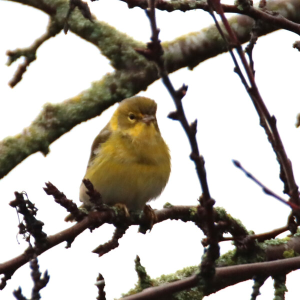 Winter Bird Care and Chirping About Birds - CFAX 1070 - Omny.fm