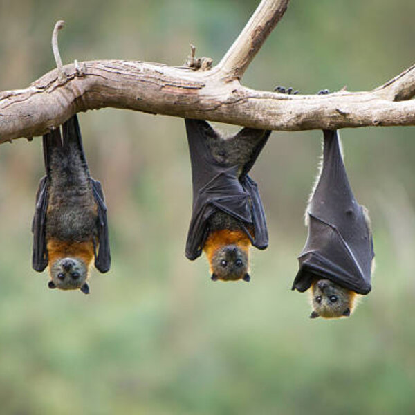 Vampire bats are real, and this is what they eat - CJAD 800 - Omny.fm