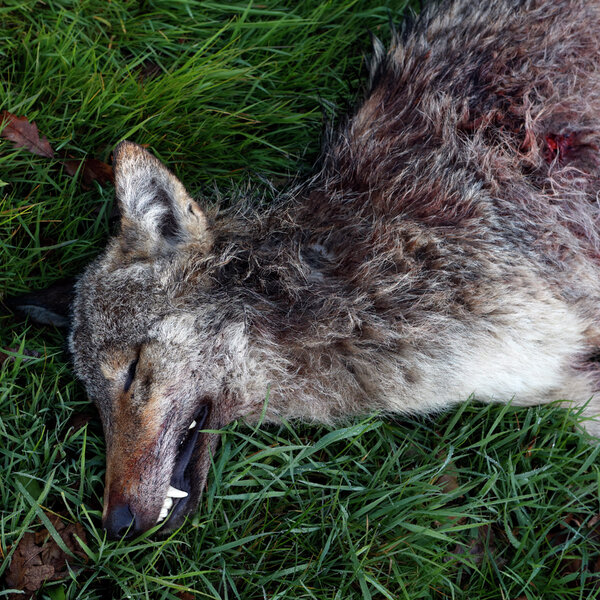 Luisterverhaal: Hoe een neergeschoten wolf in Gelderland een leven na ...