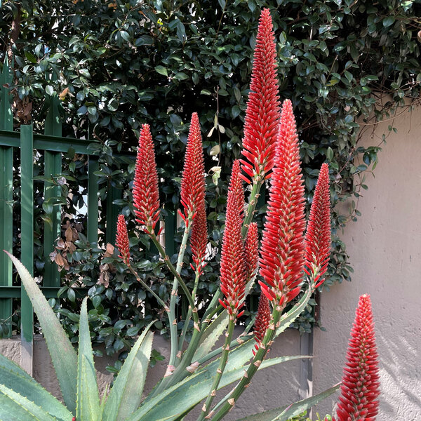 Aalwyne vir jou tuin - Driesestig - Omny.fm