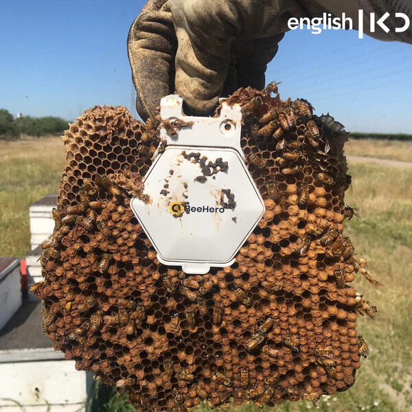 Israeli startup BeeHero keeps eye on hive health - English News ...