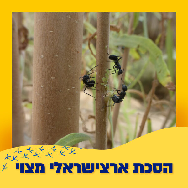 נמלים - הסכת ארצישראלי מצוי - Omny.fm