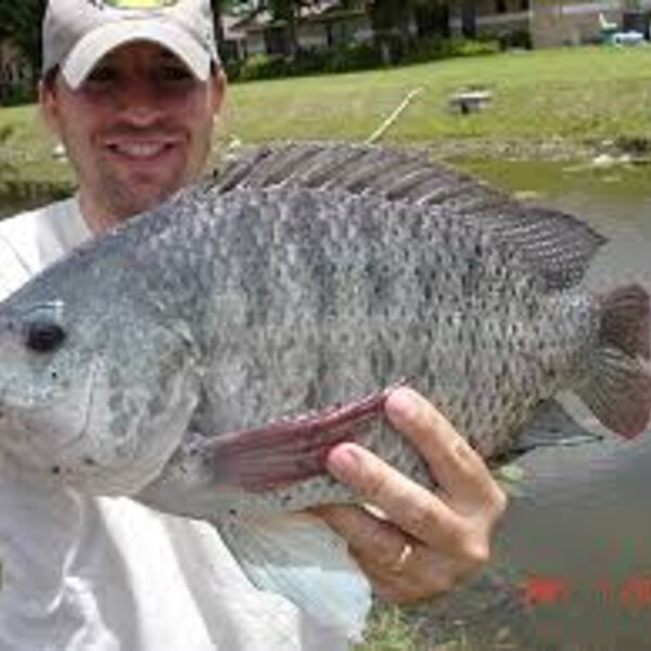 Non-native fish found throughout florida's freshwaters - Florida News ...