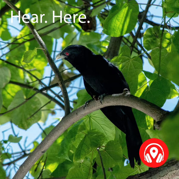 Asian Koel aka Uwu Bird (Reissue) - Hear. Here. Singapore - Omny.fm