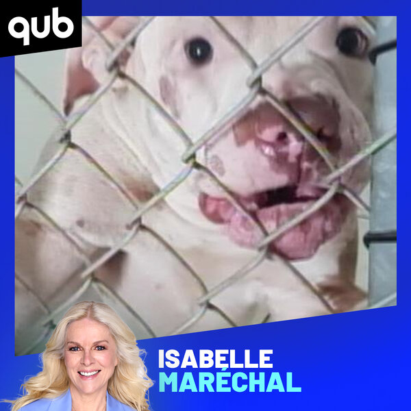 Attaques de chiens: «Supprimer une race n’est pas la solution ...