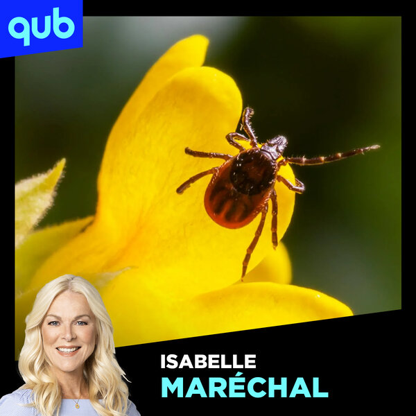 Mensonges et calomnies : Amir Khadir réplique à l’article d’Isabelle Hachey - Lyme - Isabelle ...