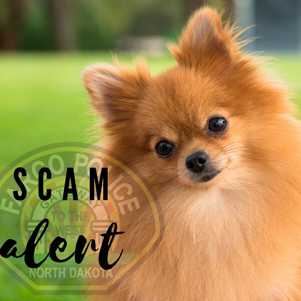 Beware of Dog Scams! - It Takes 2 with Amy & JJ - Omny.fm
