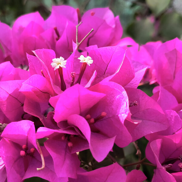 JENE'S TROPICALS - YOU SAY BOUGAINVILLEA, WE SAY BOUGAIN-WOW! - Jenes ...