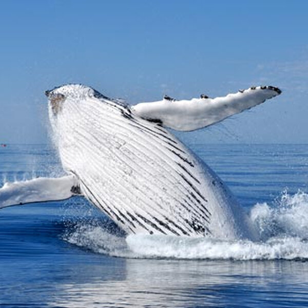 #PODCAST Pollution threatens the return of Humpback Whales and Sea ...