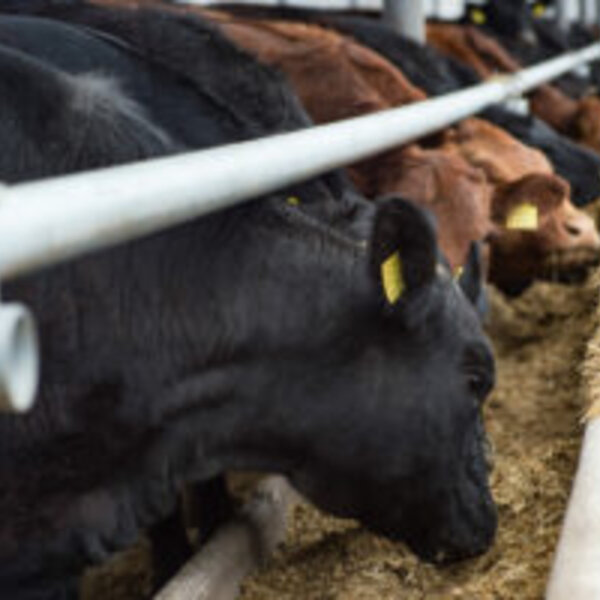 Beef Demand On the Rise - MID-WEST FARM REPORT - MADISON - Omny.fm