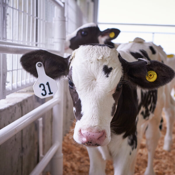 Building A Resilient Calf - Dr. Jill Soderstrom - MID-WEST FARM REPORT ...