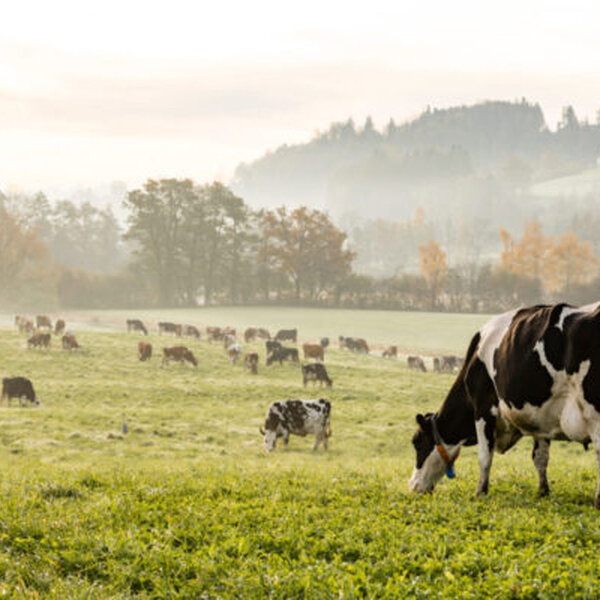 Connecting the World, One Cow at a Time - MID-WEST FARM REPORT ...