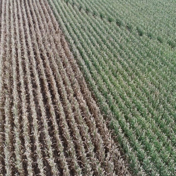 Consider Tar Spot In Your 2024 Crop Protection Plan - MID-WEST FARM ...