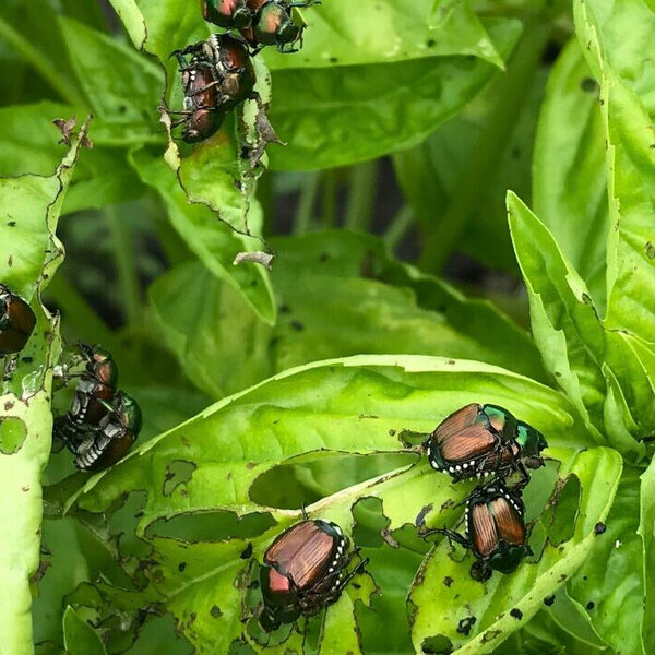 Earworms, Aphids & Beetles, Oh My! - MID-WEST FARM REPORT - MADISON ...