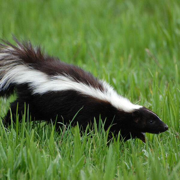 Everything You Ever Wanted To Know About Skunks - David Drake - MID ...