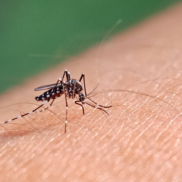 High Mosquito Pressure in Wisconsin - MID-WEST FARM REPORT - MADISON ...