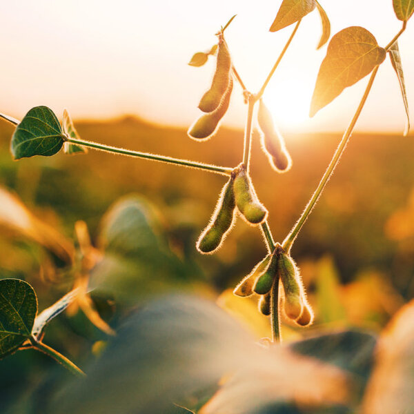 High-Oleic Soybean Acres To Increase In Wisconsin - MID-WEST FARM ...