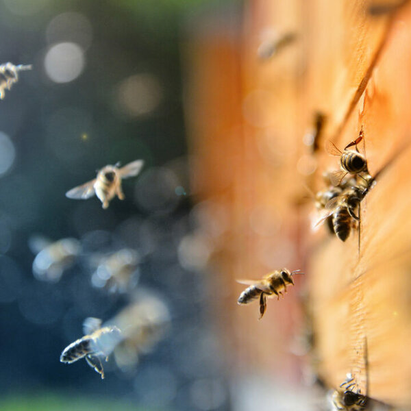 Honeybee Homecoming & Hive Health - MID-WEST FARM REPORT - MADISON ...
