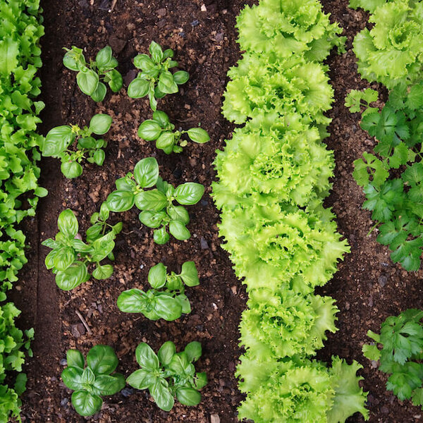 Managing Weeds With No Herbicide... And Less Labor - MID-WEST FARM ...