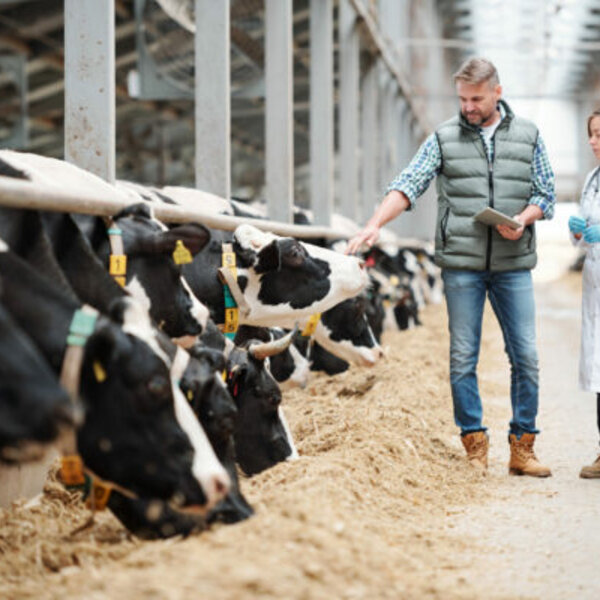 Prioritizing Traits for Success in Cattle Breeding - MID-WEST FARM ...