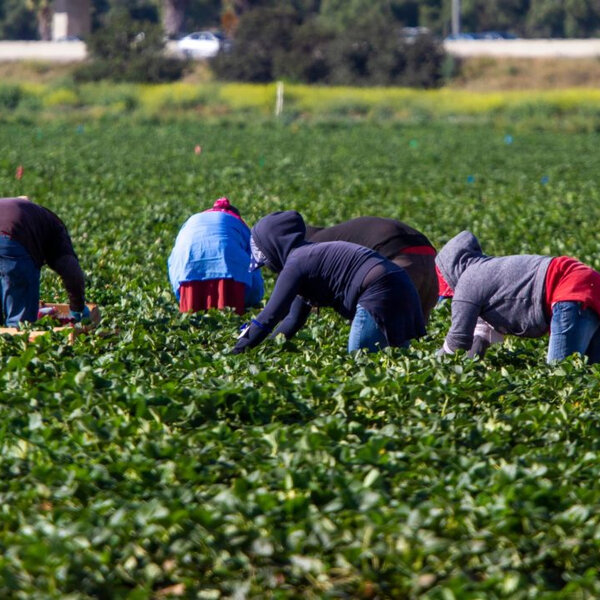 Secure Border & Ag Labor - Can We Have The Best Of Both Worlds? - MID ...