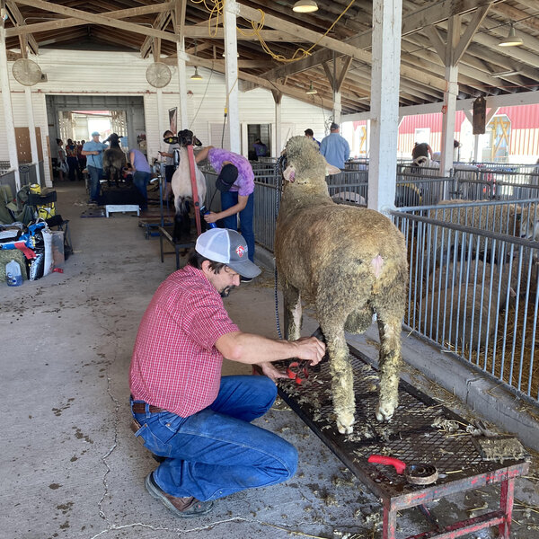 Sheep Unit's Annual Auction Approaches - MID-WEST FARM REPORT - MADISON ...