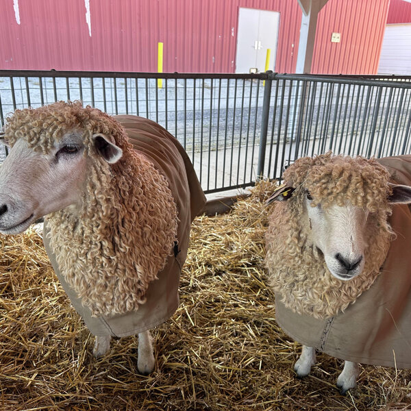 Shiny Sheep With Long Hair -- A Special Feature This Year - MID-WEST ...