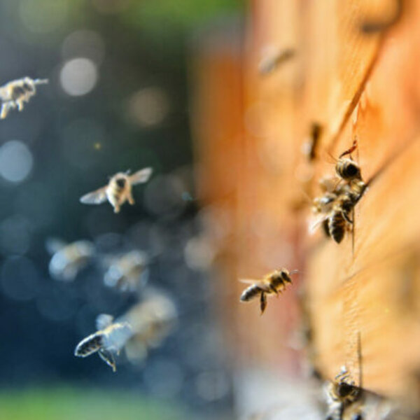 "Smart Beekeeping" Improving Hive Health - MID-WEST FARM REPORT ...
