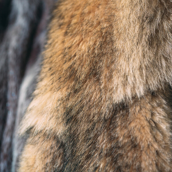 Trapping -- An Important Conservation Tool - MID-WEST FARM REPORT ...