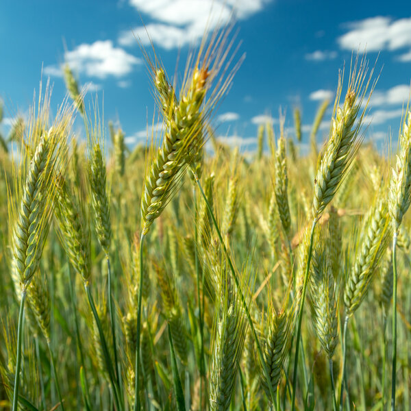 Triticale Growing in Usage - MID-WEST FARM REPORT - MADISON - Omny.fm