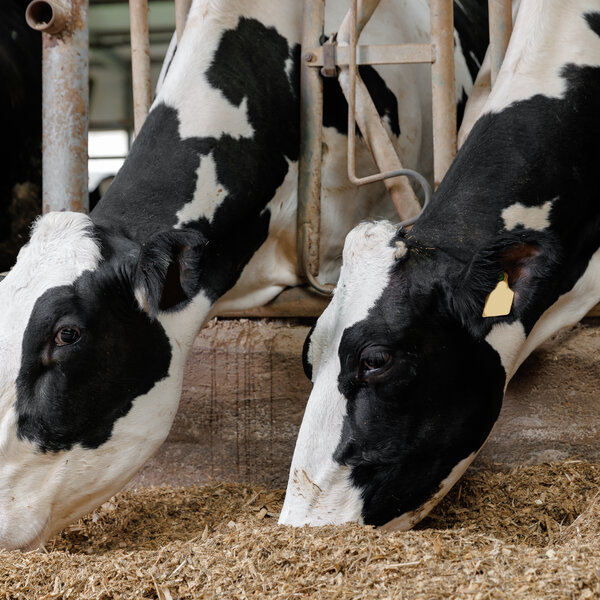 UW Brings Back Badger Dairy Camp - MID-WEST FARM REPORT - MADISON - Omny.fm