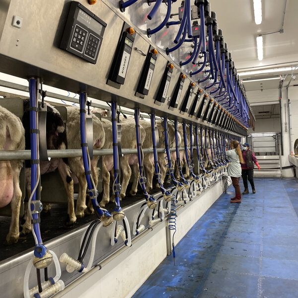 Wisconsin Dairy More Than Just Cows - MID-WEST FARM REPORT - MADISON ...